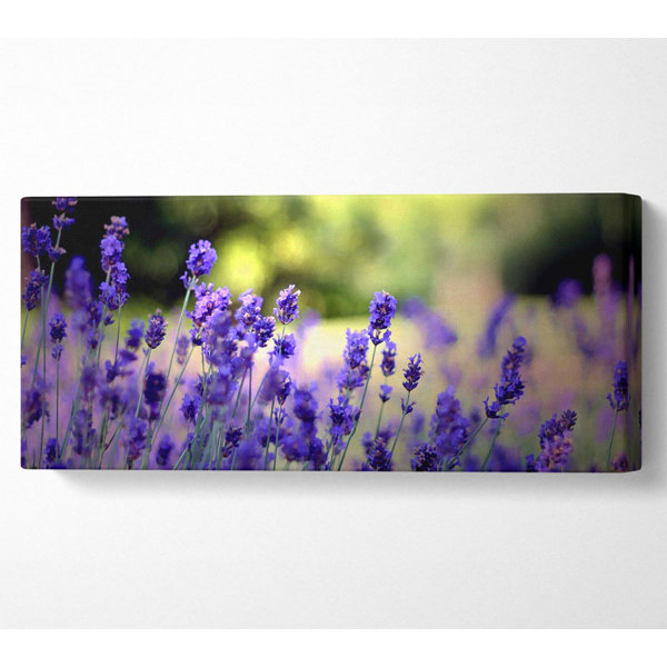 Ebern Designs Wunderschöne Lavendelblüten - Kunstdrucke auf Leinwand | Wayfair.de